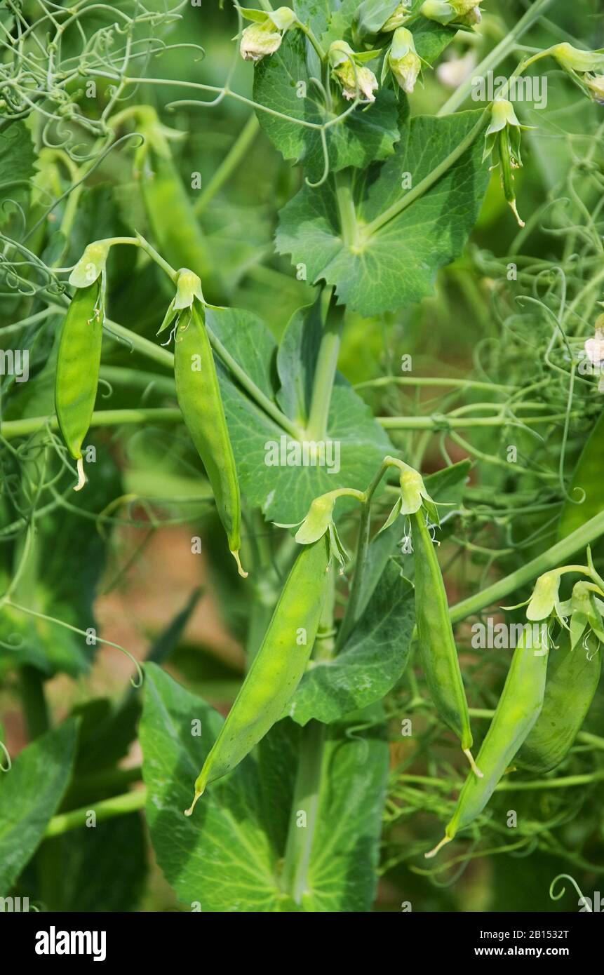 Erbsen garten hi-res stock photography and images - Alamy