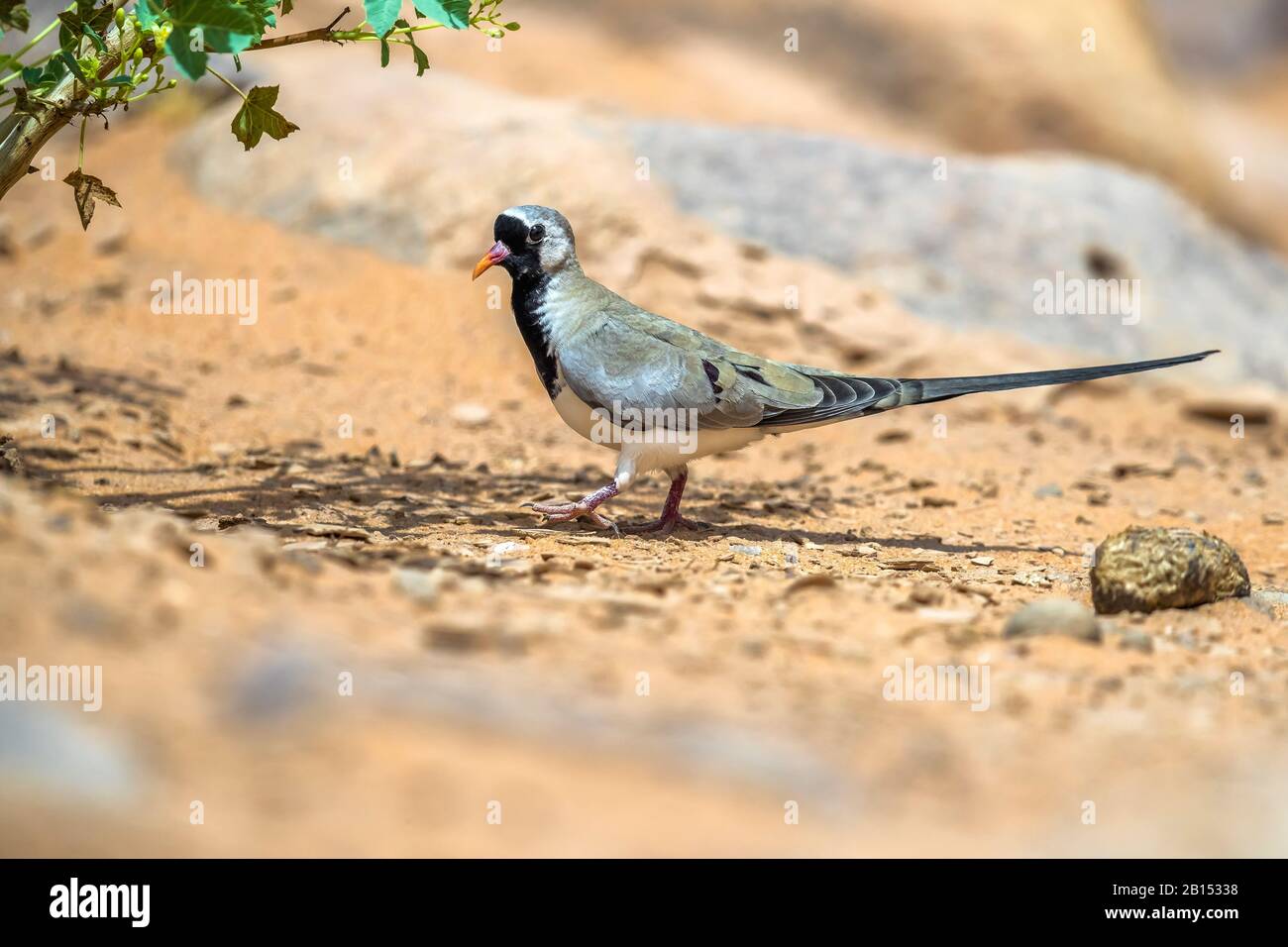 namaqua dove (Oena capensis capensis), male perching on the ground ...