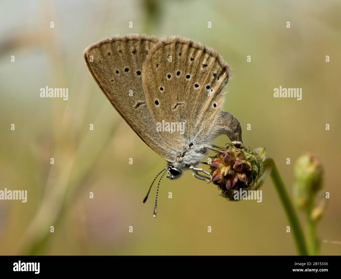 Glaucopsyche teleius hi-res stock photography and images - Alamy