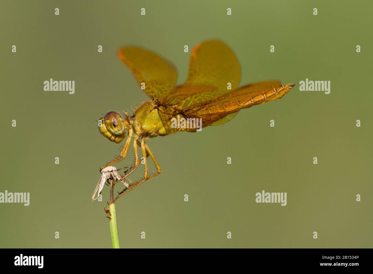 Dried insects hi-res stock photography and images - Alamy