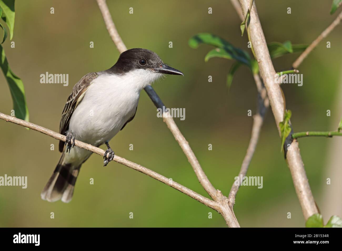 loggerhead kingbird (Tyrannus caudifasciatus), sits on a twig, Cuba, La ...