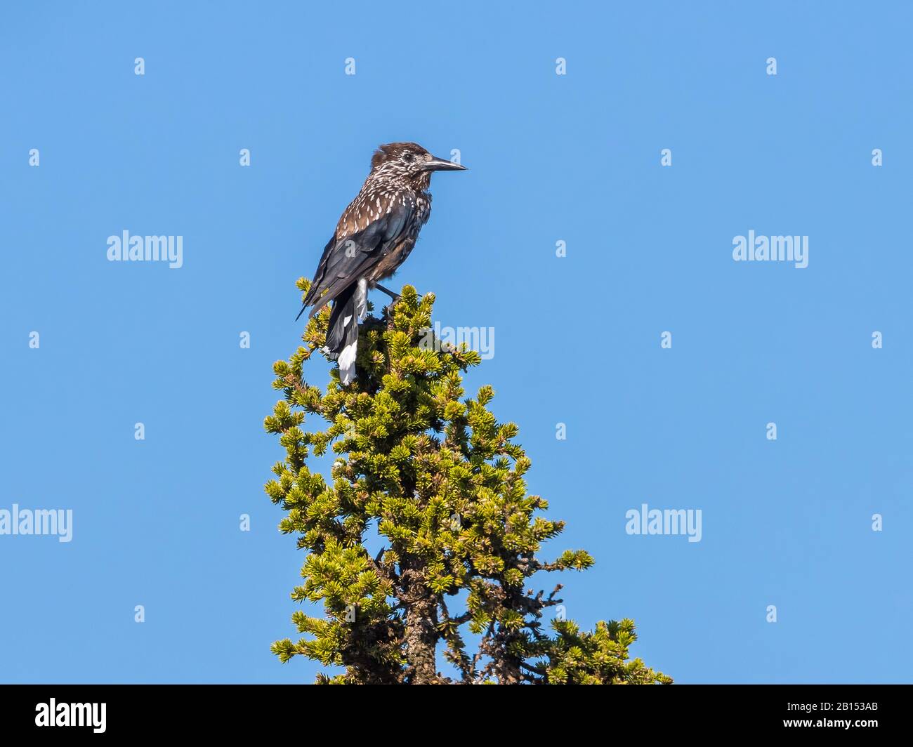 Conifer tree russia hi-res stock photography and images - Alamy