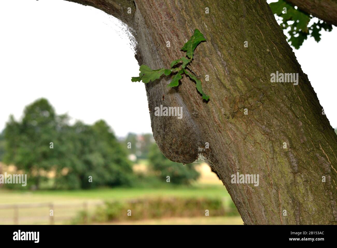 Log piles for insects hi-res stock photography and images - Alamy