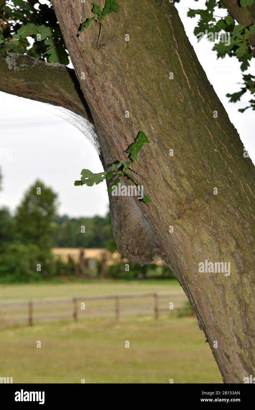 Cocooned trees hi-res stock photography and images - Alamy