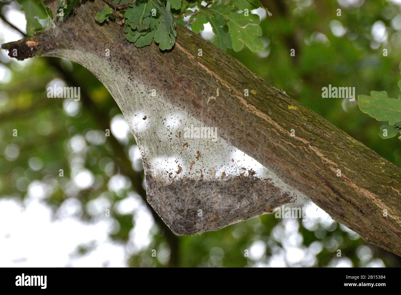 Moth nest on branches hi-res stock photography and images - Alamy
