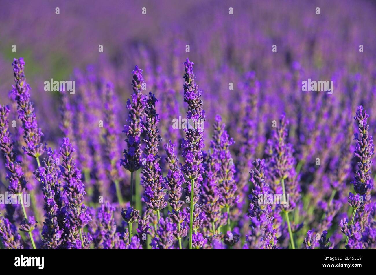 Makro lavendel hi-res stock photography and images - Alamy