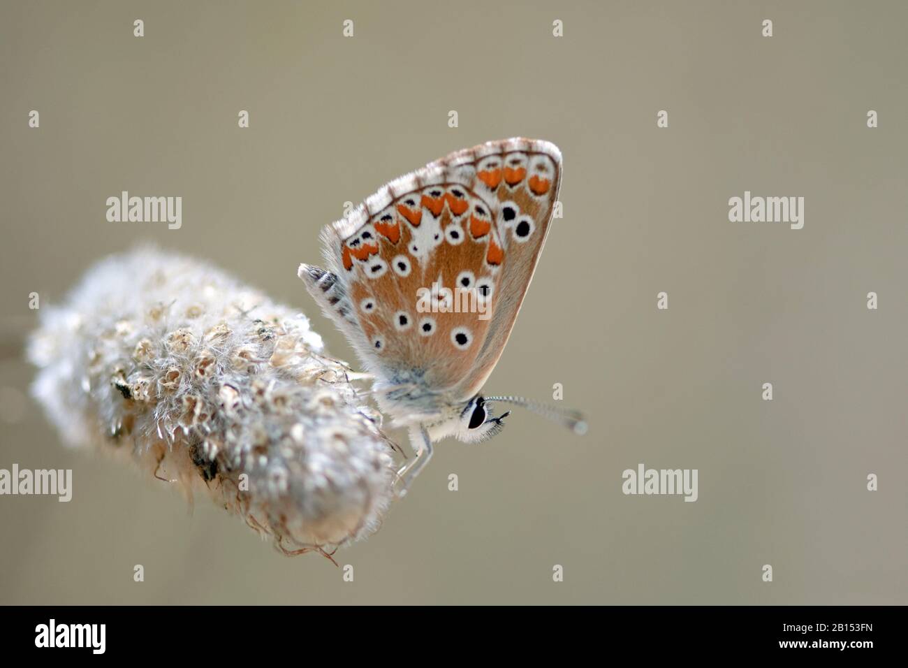 Southern Brown Argus (Aricia cramera), sits on a withered flower, Spain ...