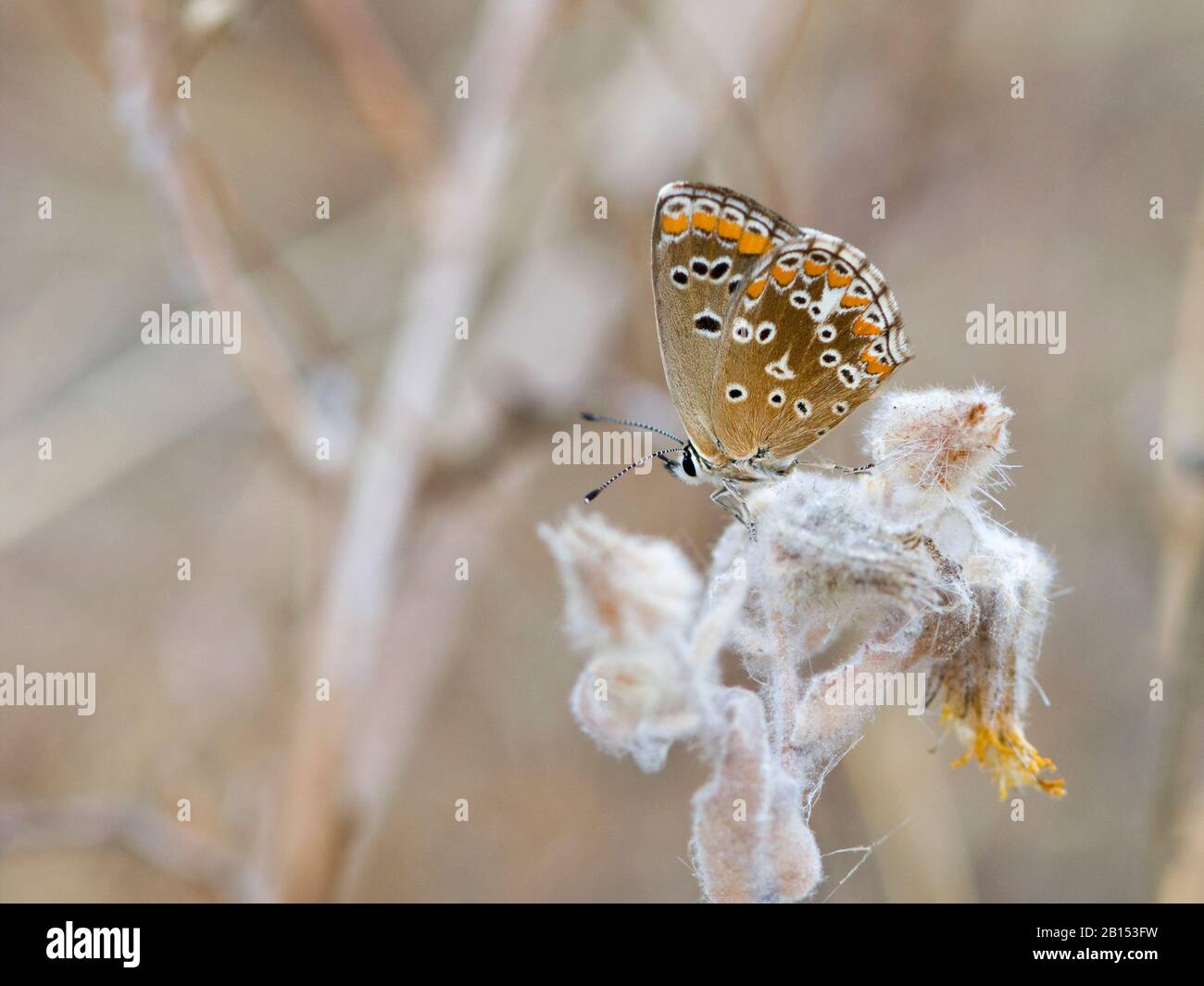 Southern Brown Argus (Aricia cramera), sits on a withered flower, Spain ...