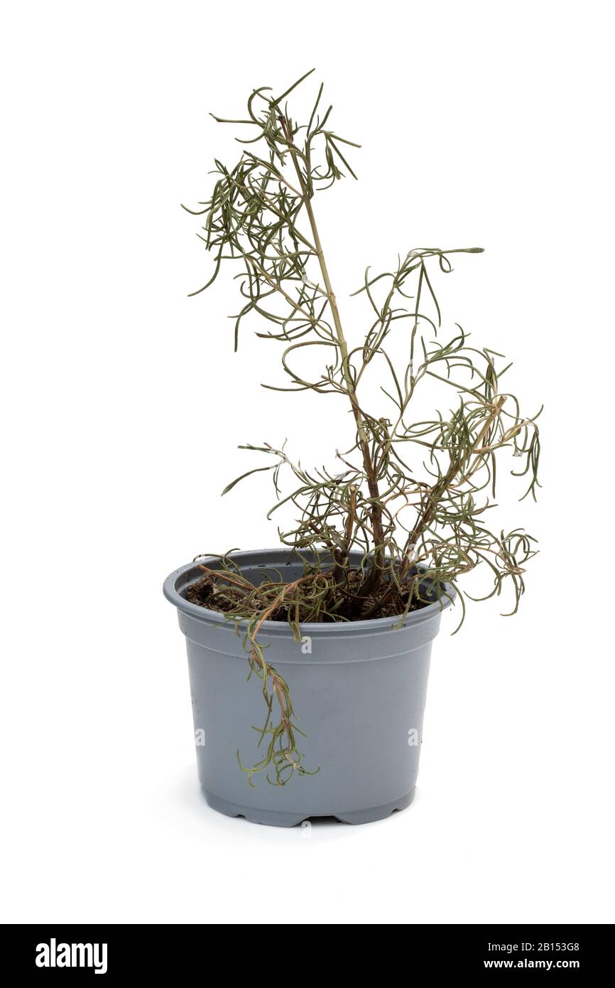 Dead and shriveled plant in a plastic pot isolated on white Stock Photo ...