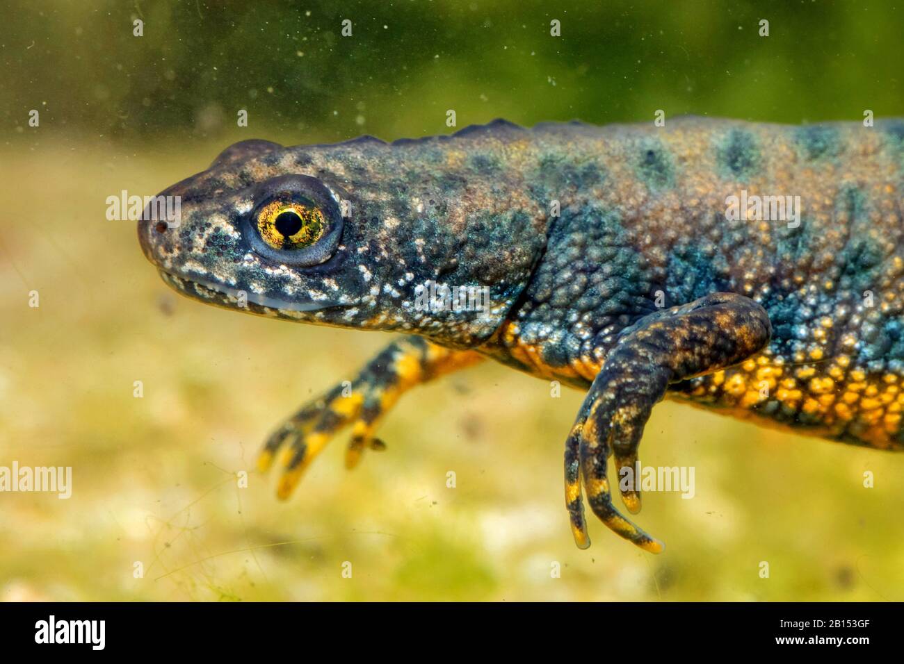 warty newt, crested newt, European crested newt (Triturus cristatus ...