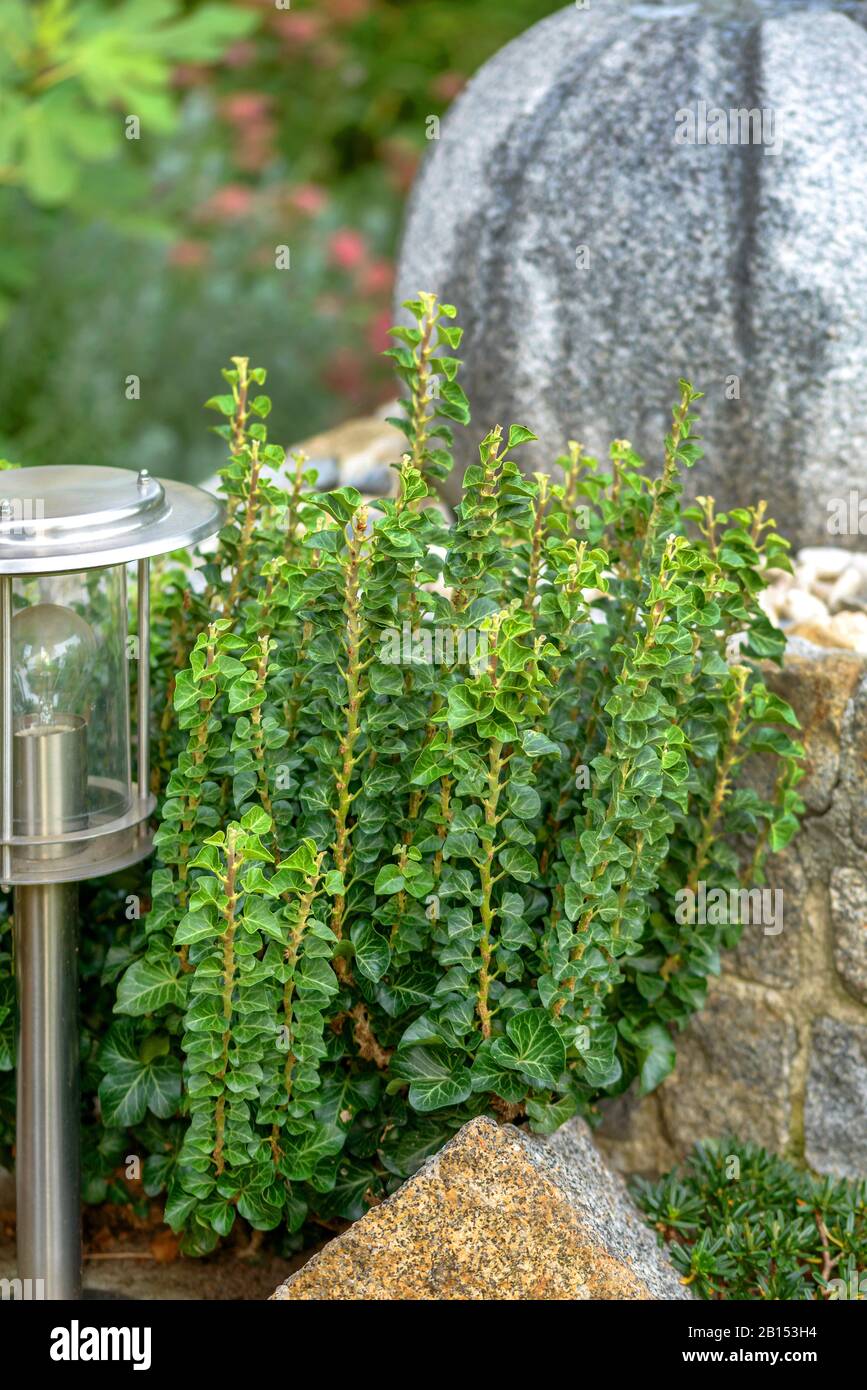 English ivy, common ivy (Hedera helix 'Erecta', Hedera helix Erecta ...