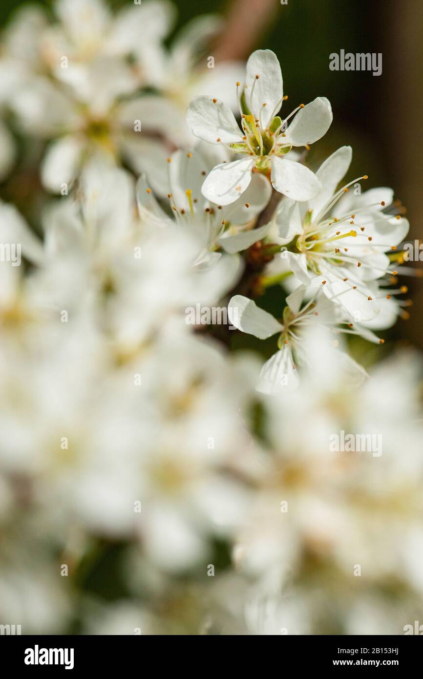 blackthorn, sloe (Prunus spinosa), flowers, Netherlands, Frisia Stock ...