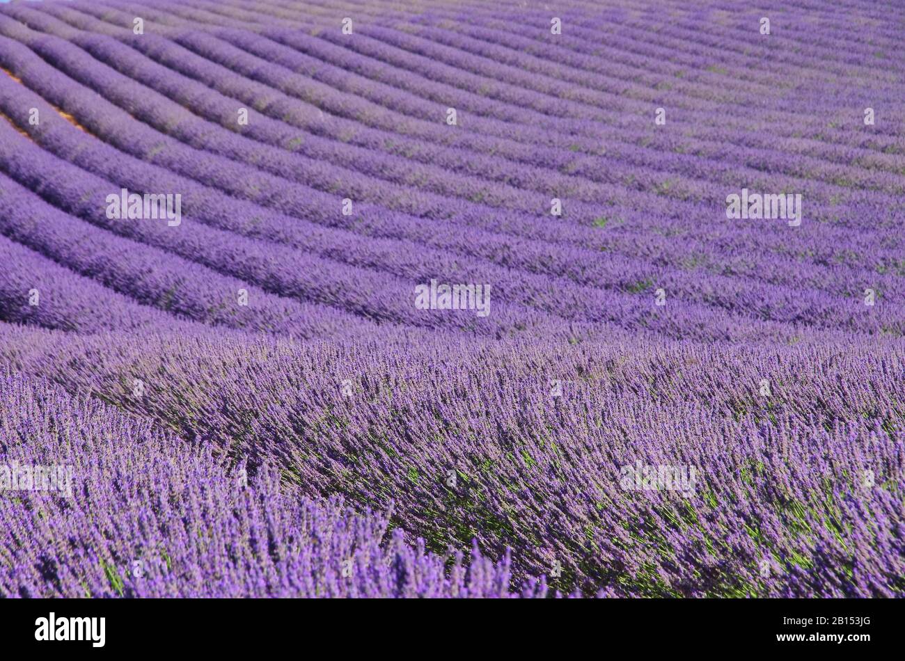 Lila hills hi-res stock photography and images - Alamy