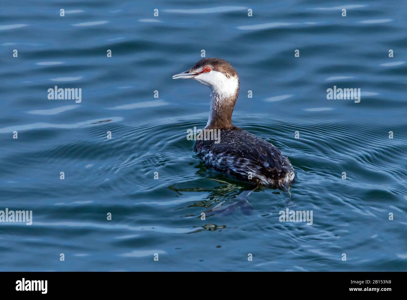 American Horned Grebe (Podiceps auritus cornutus), winter plumage ...