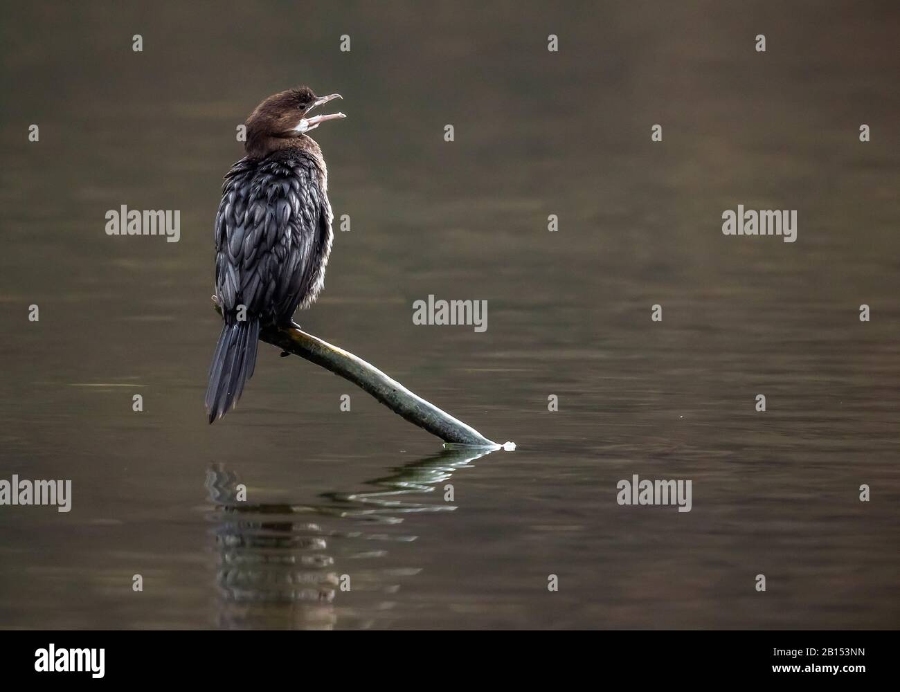 pygmy cormorant (Phalacrocorax pygmeus, Microcarbo pygmaeus), 1st ...