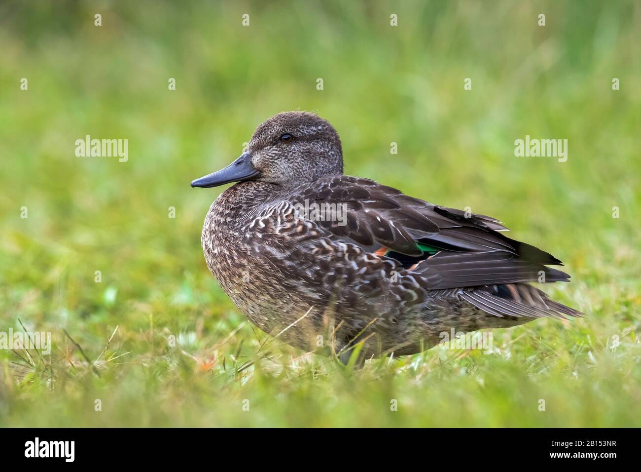 Eclipse male teal hi-res stock photography and images - Alamy