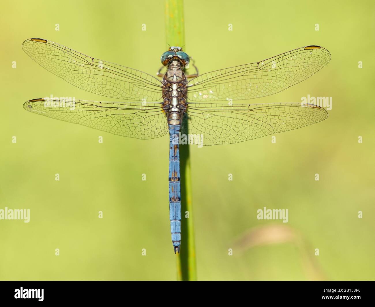 Epaulet skimmers hi-res stock photography and images - Alamy