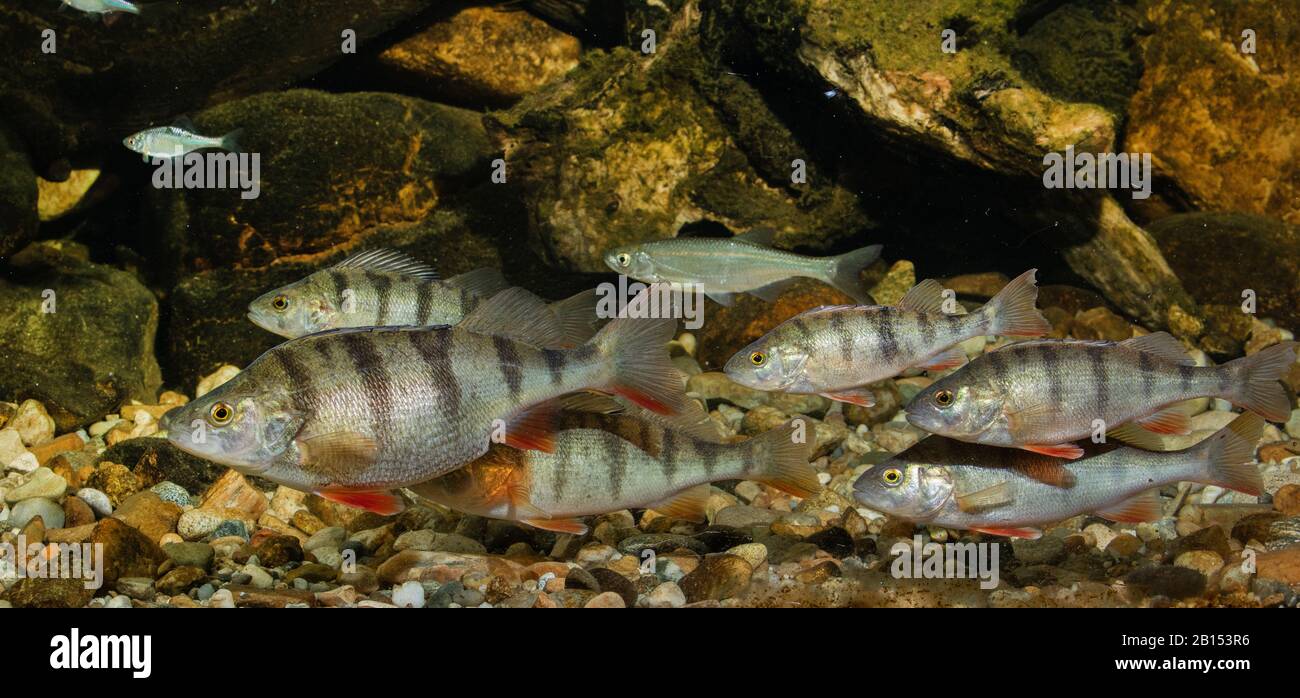 Perch, European perch, Redfin perch (Perca fluviatilis), school of ...