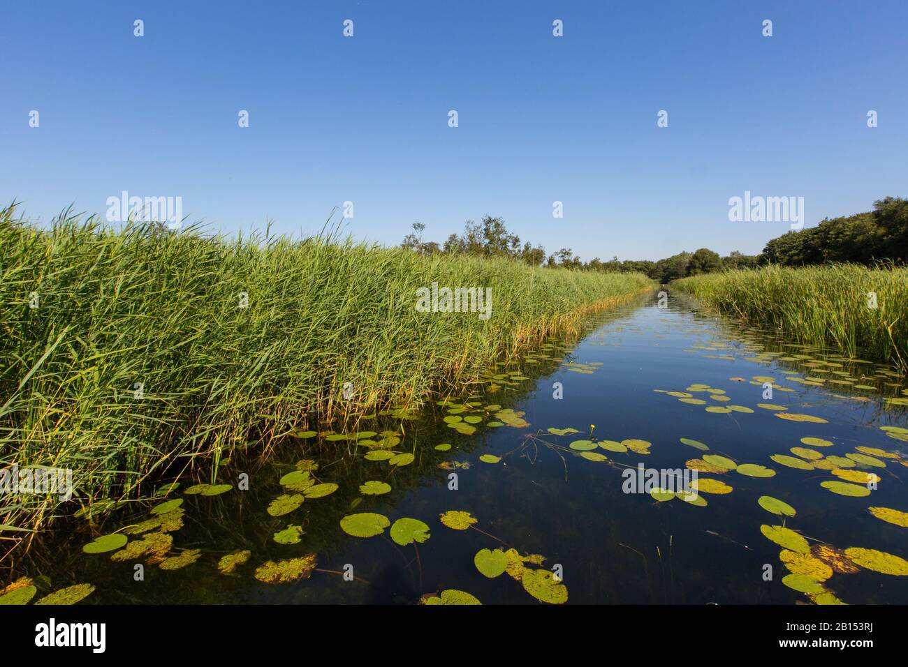 reed grass, common reed (Phragmites communis, Phragmites australis ...