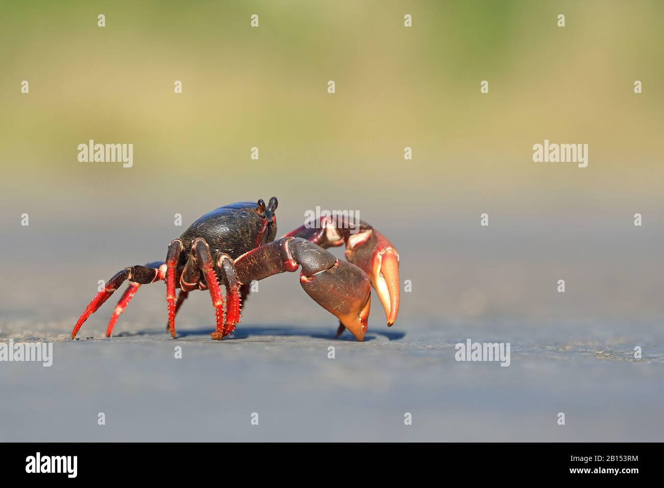 purple land crab, black land crab, red land crab, zombie crab ...