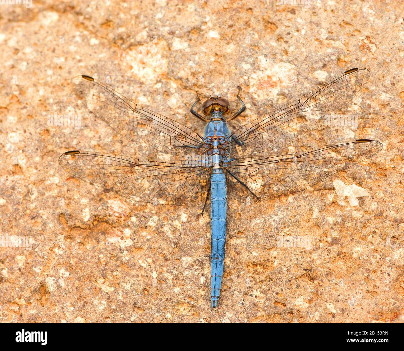 Small skimmers hi-res stock photography and images - Alamy