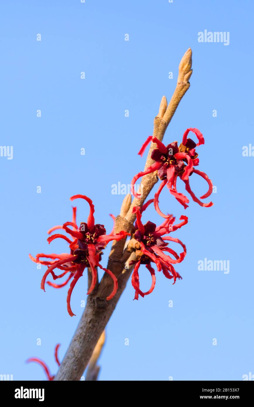 Witch hazel (Hamamelis intermedia 'Rubin', Hamamelis intermedia Rubin ...