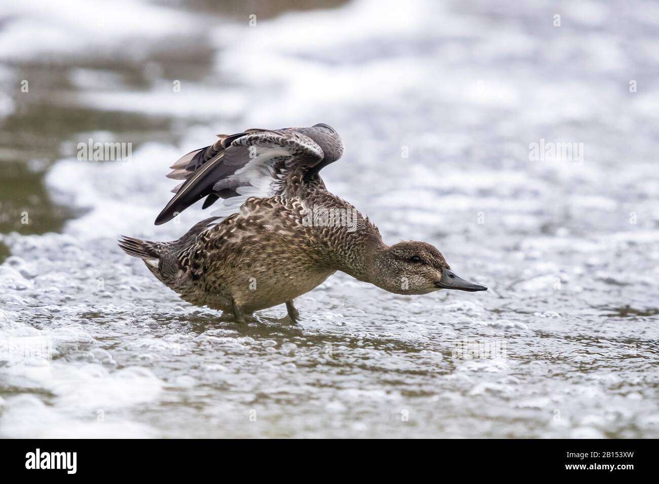 Eclipse male teal hi-res stock photography and images - Alamy