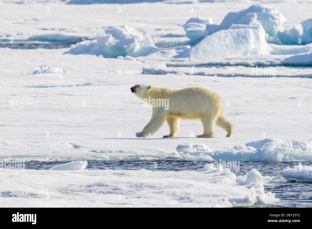 polar bear (Ursus maritimus), female polar bear walking on an ice floe ...