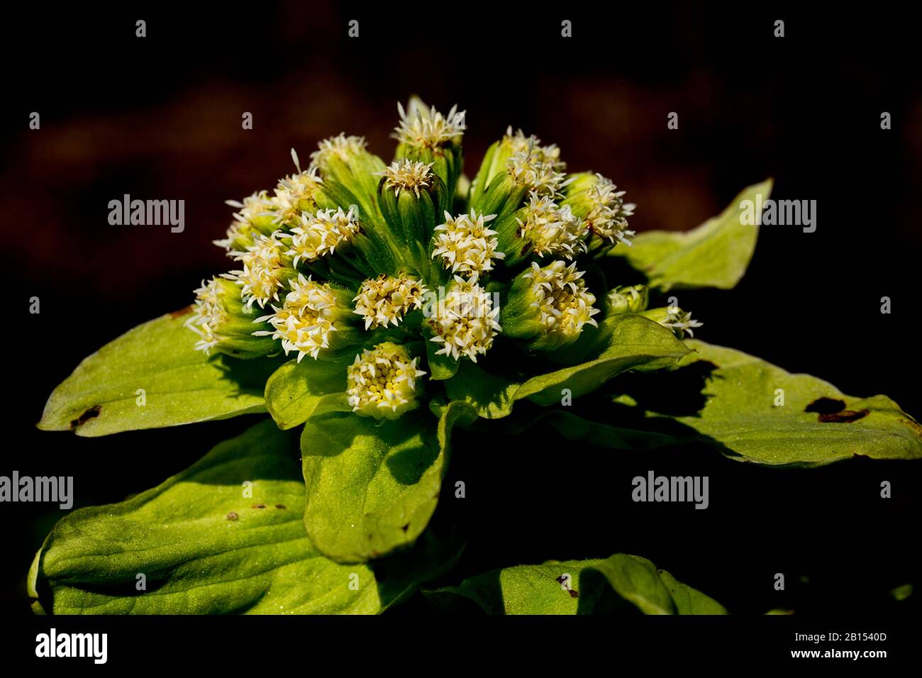 giant butterbur, Japanese Butter-bur (Petasites japonicus), blooming ...