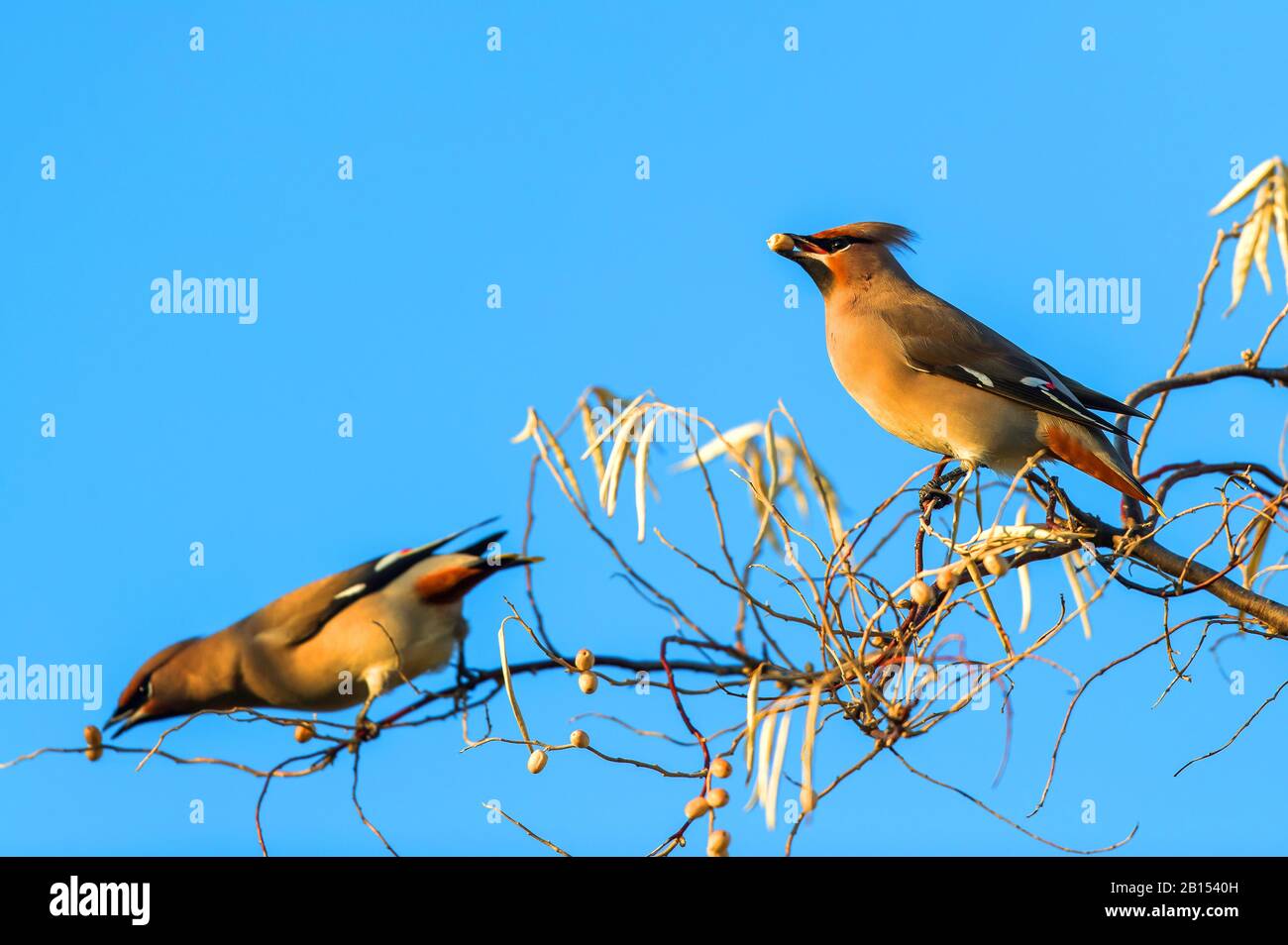 Bohemian waxwing (Bombycilla garrulus), two Bohemian waxwings on the ...