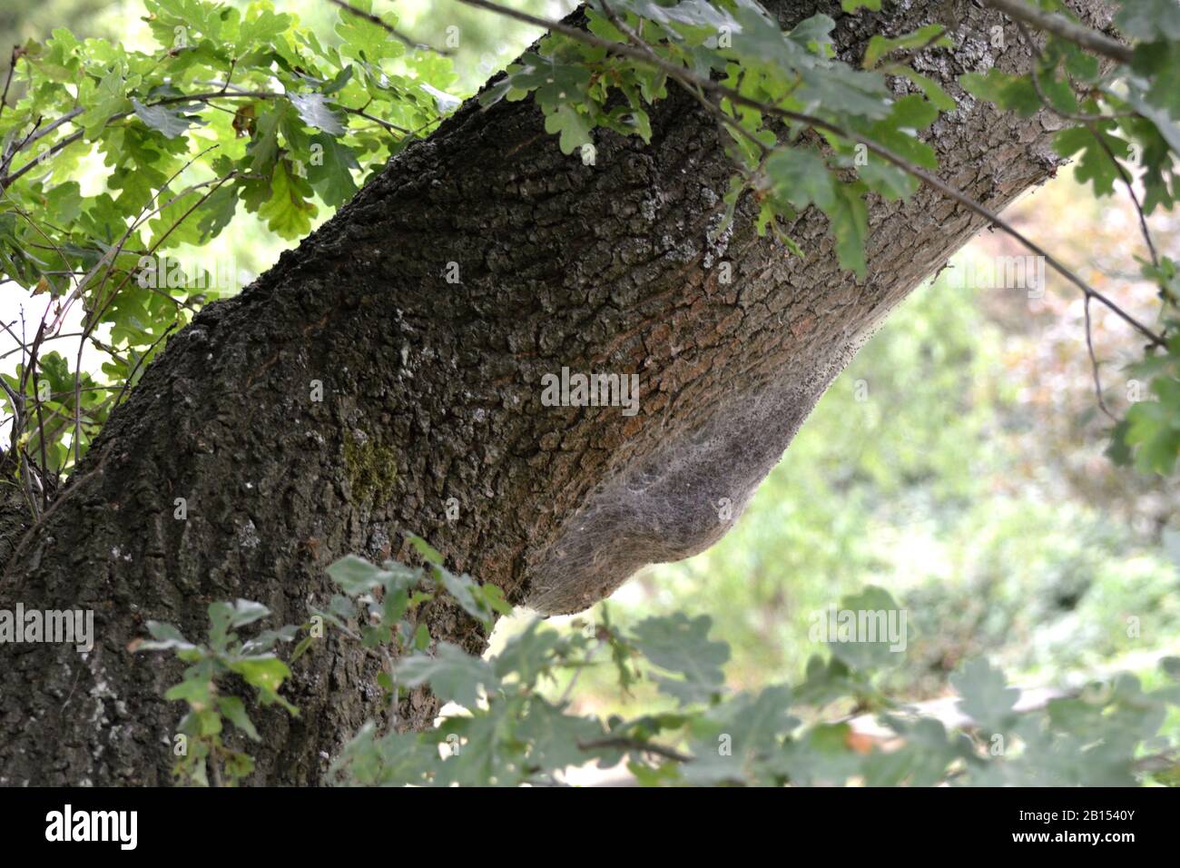 Oak processionary caterpillar hi-res stock photography and images - Alamy