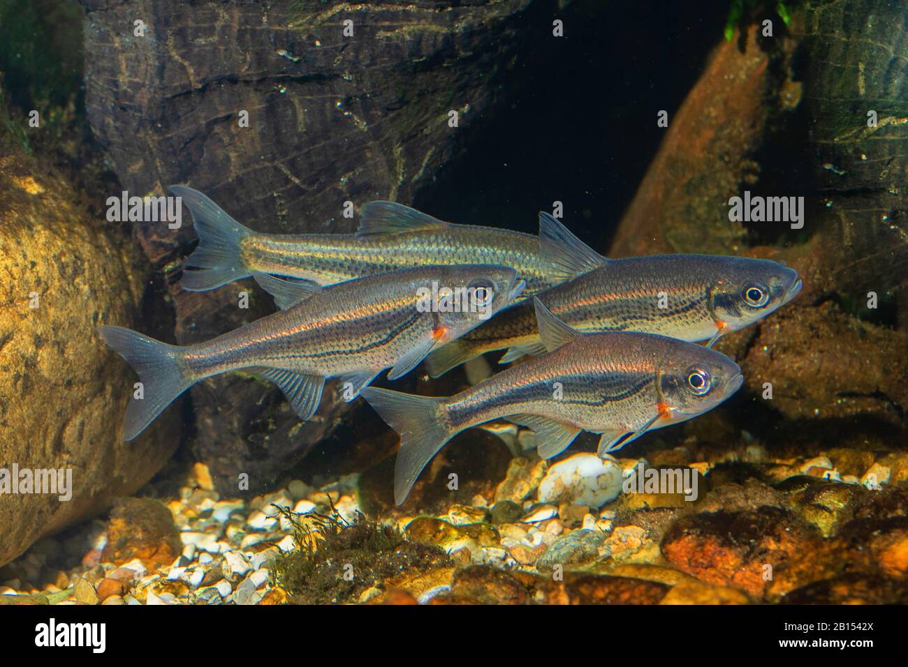 riffle minnow, schneider (Alburnoides bipunctatus), spawning shoal ...