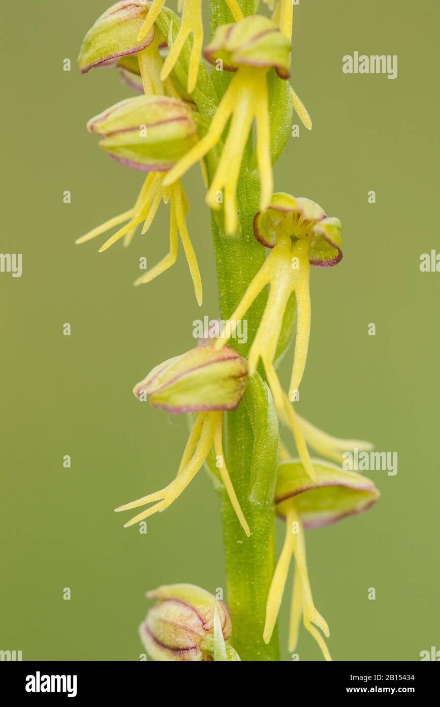 Man orchid (Aceras anthropophorum, Orchis anthropophora), detail of the ...