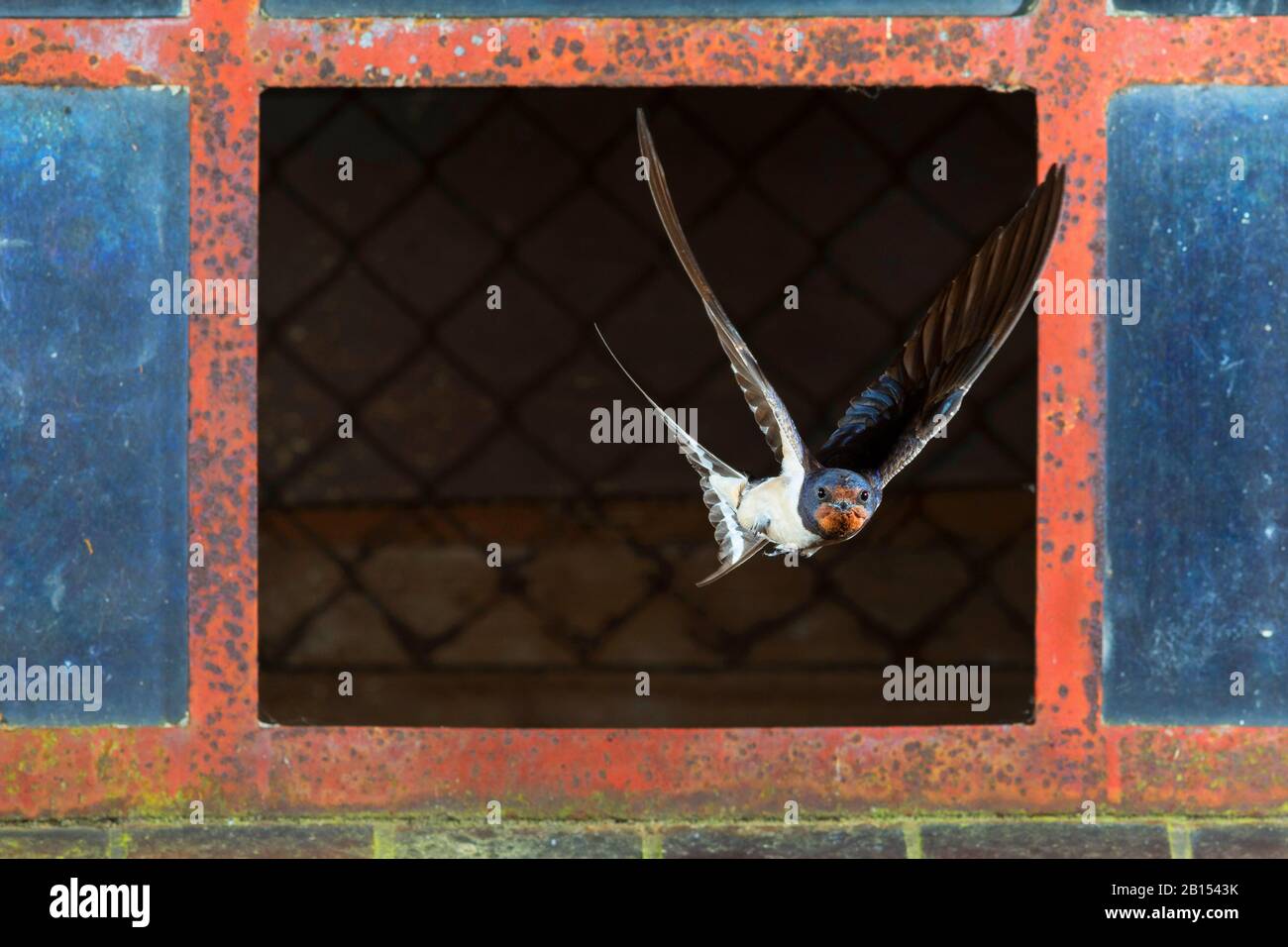 barn swallow (Hirundo rustica), flying, front view, Germany Stock Photo ...