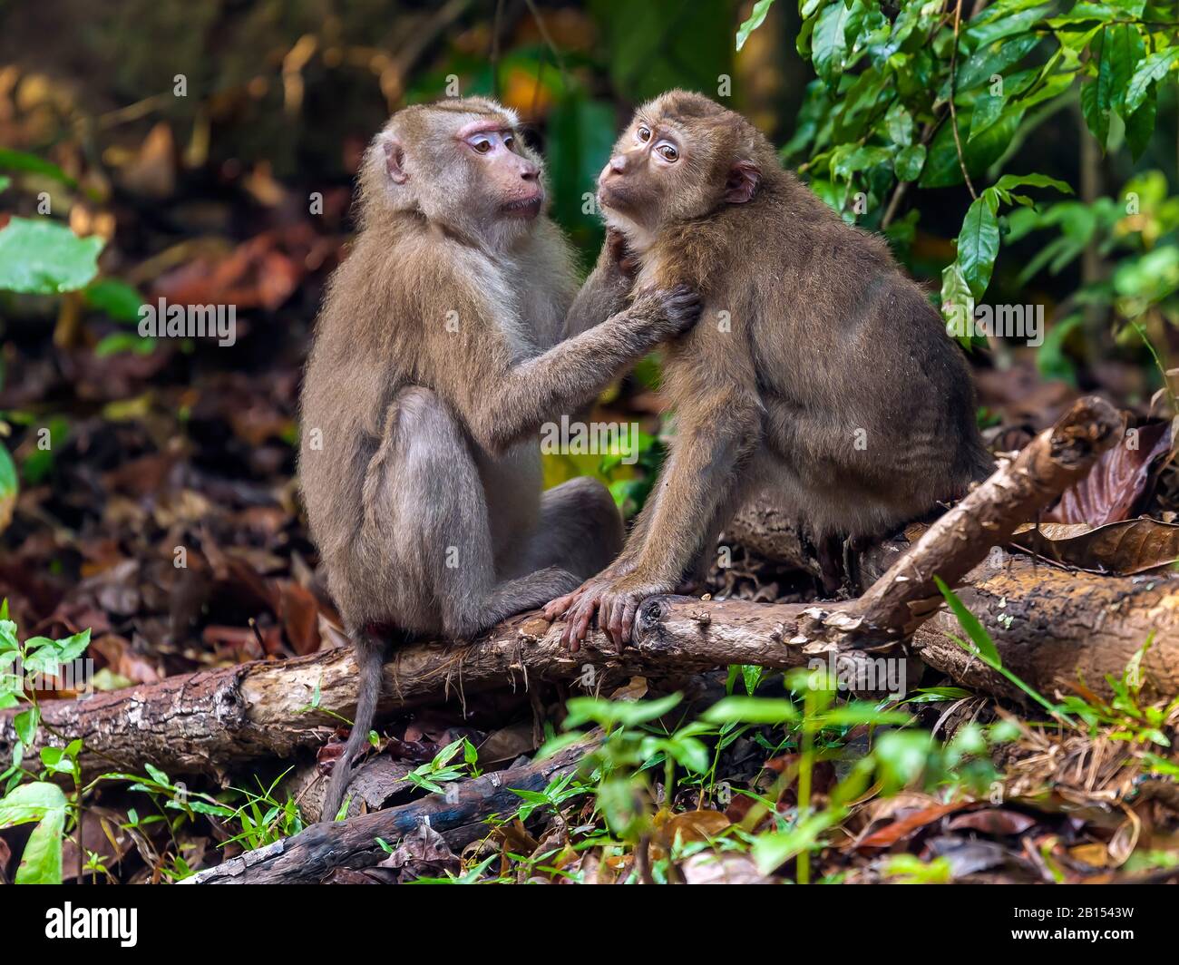 Northern pig-tailed macaque (Macaca leonina), grooming the fur from ...