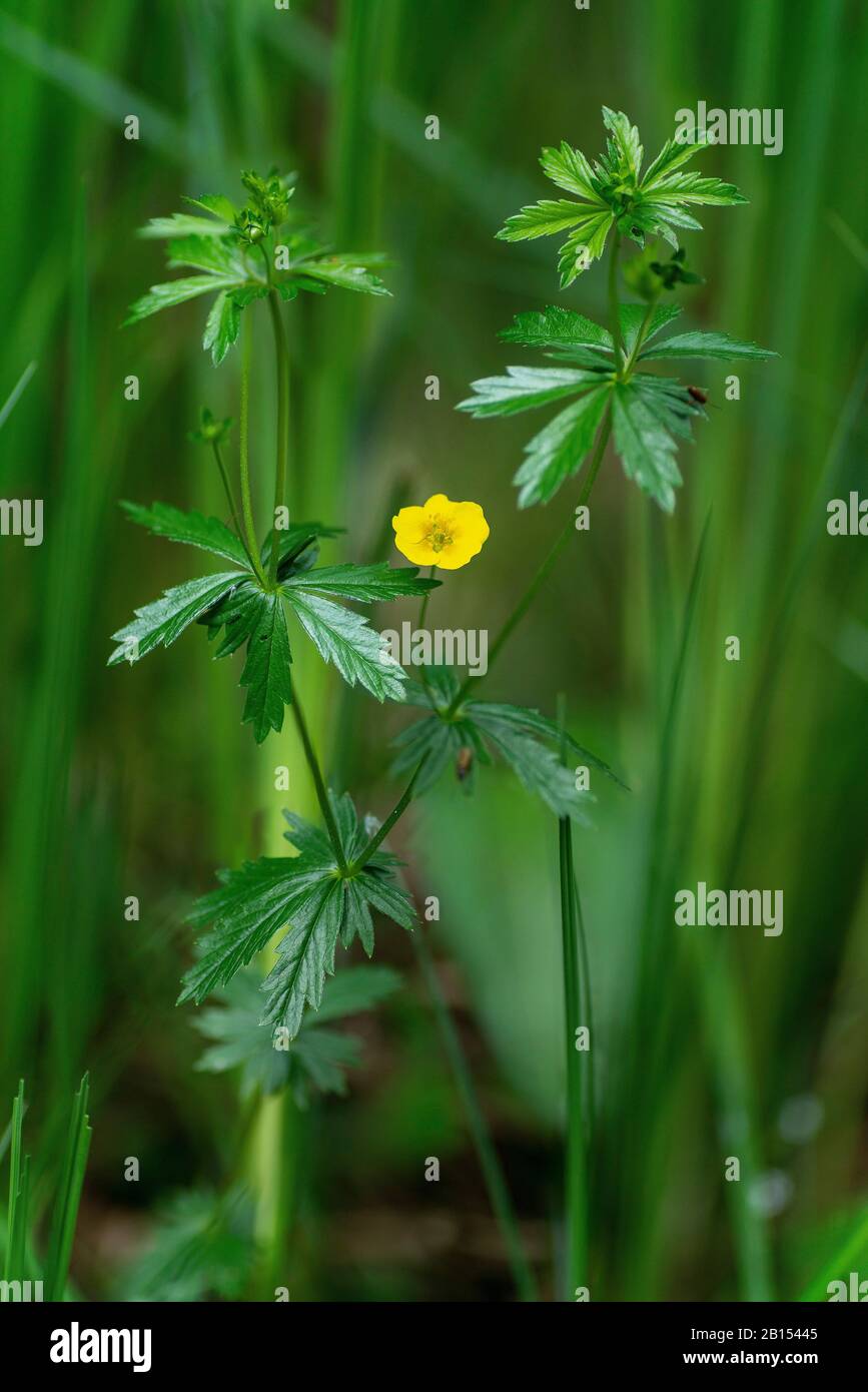 common tormentil (Potentilla erecta), blooming, Germany, Bavaria ...