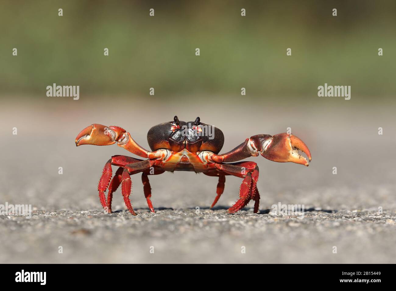 purple land crab, black land crab, red land crab, zombie crab ...