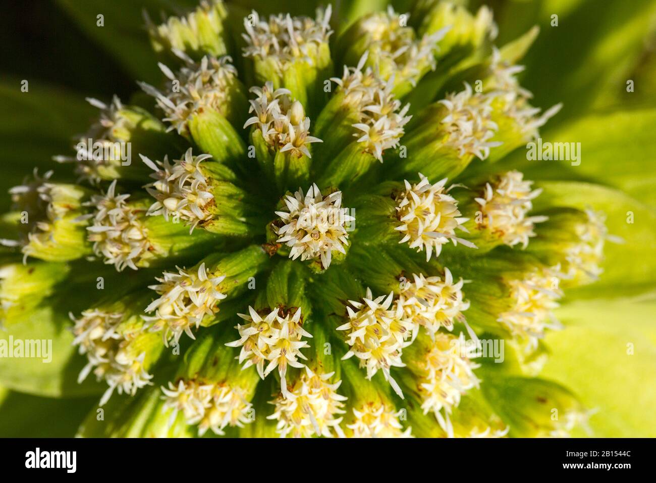 giant butterbur, Japanese Butter-bur (Petasites japonicus), blooming ...