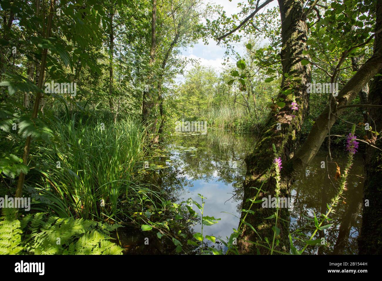 Swamp floodplain hi-res stock photography and images - Alamy