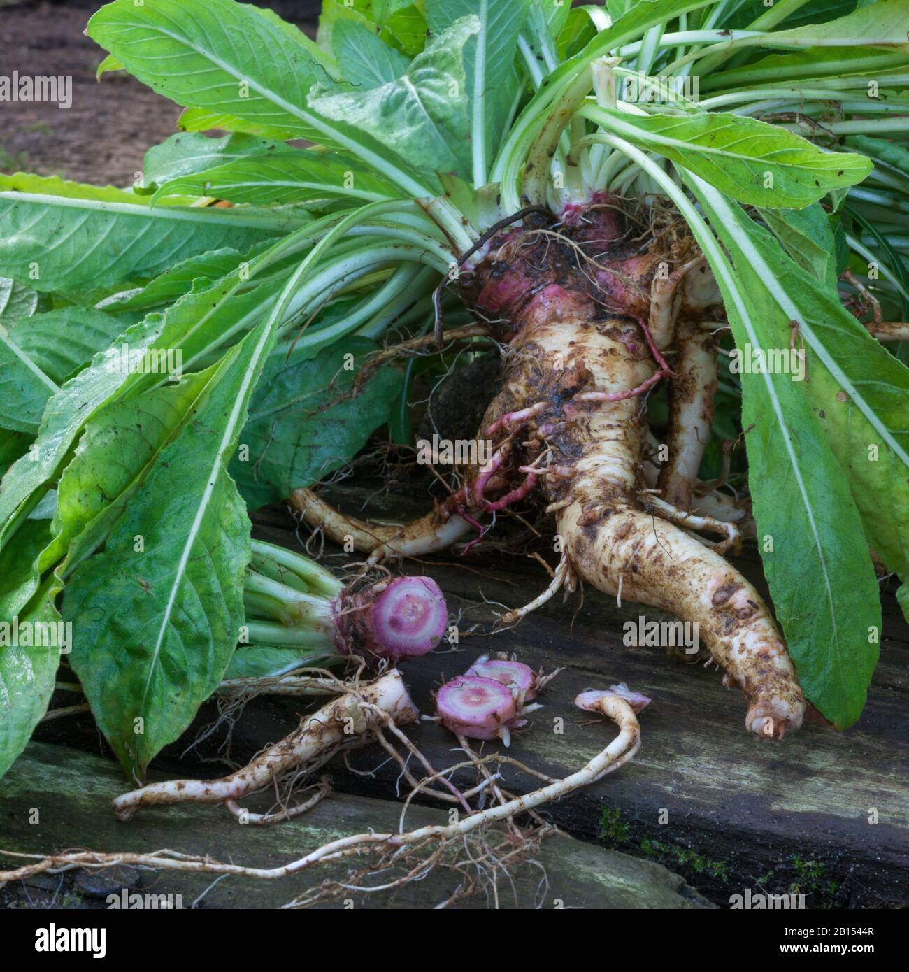 common evening primrose (Oenothera biennis), root, Germany Stock Photo ...
