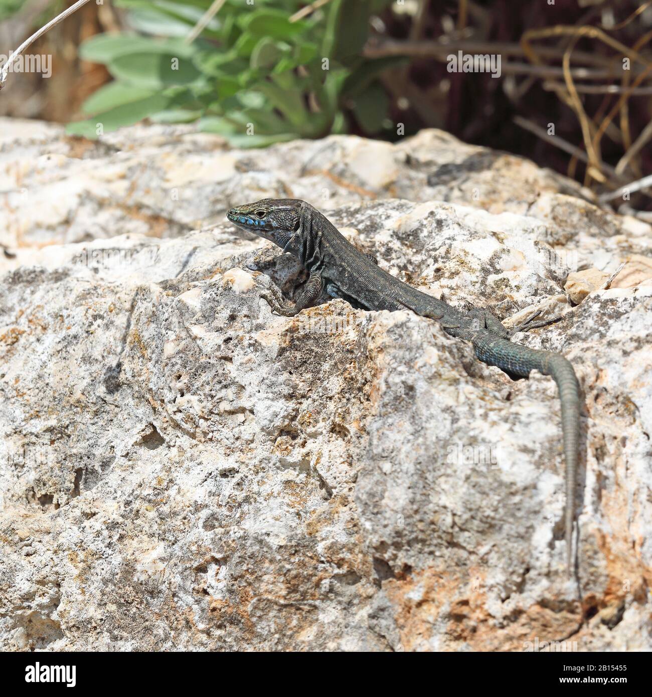 Balearic wall lizard podarcis lilfordi hi-res stock photography and ...