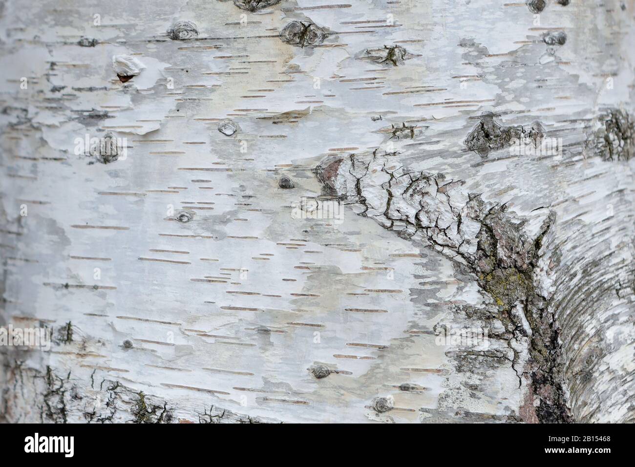 Birch Tree Bark Background