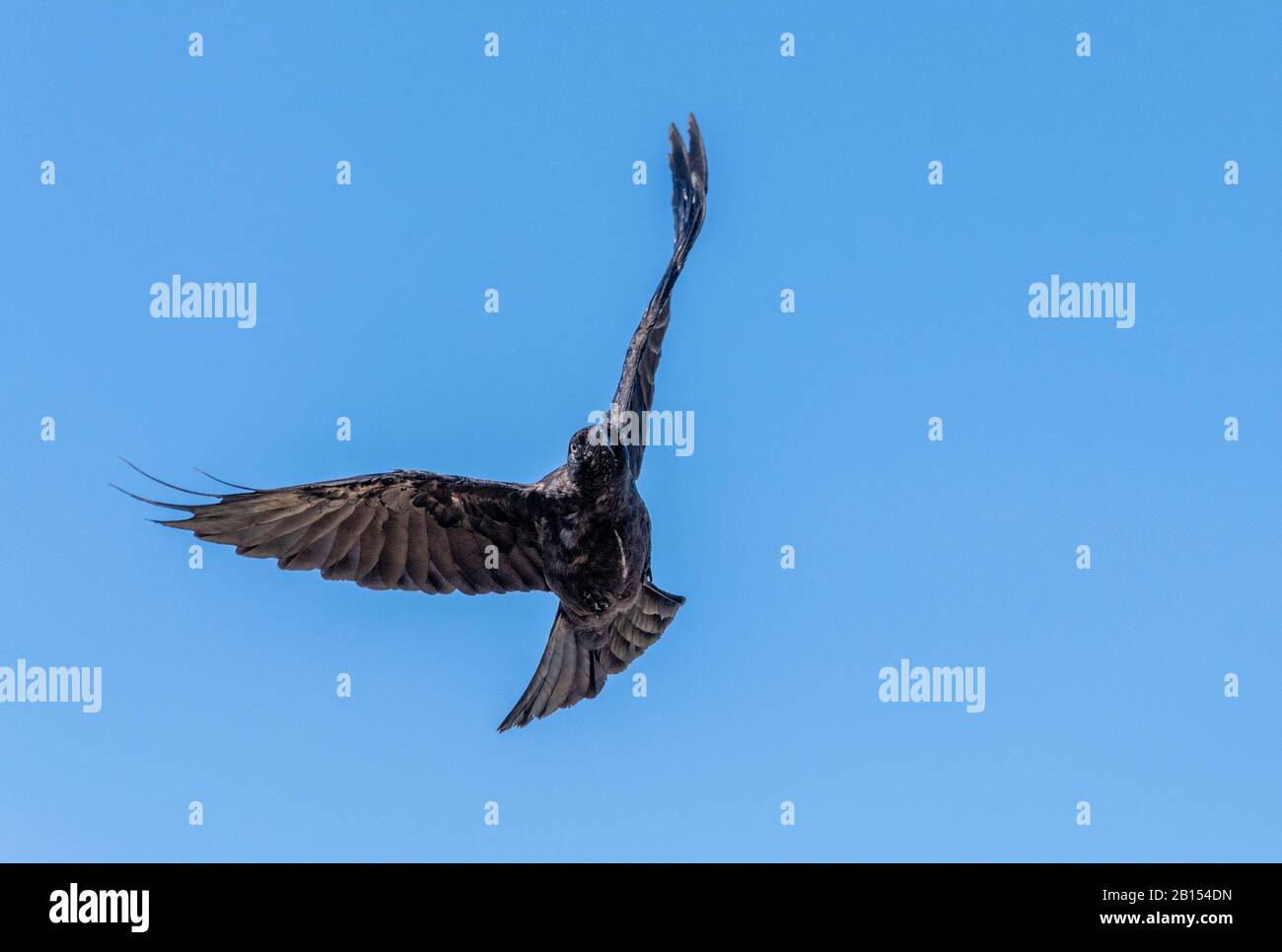 Jackdaw Flying High Resolution Stock Photography and Images - Alamy