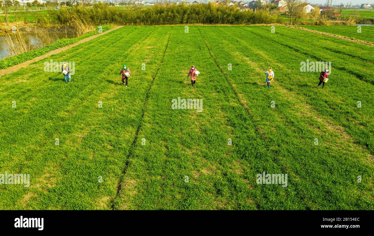 Chinese farmers fertilize a wheat field during the spring ploughing ...