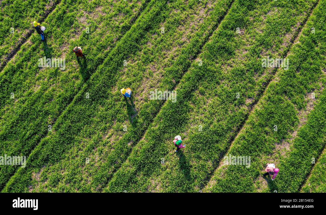 Chinese farmers fertilize a wheat field during the spring ploughing ...