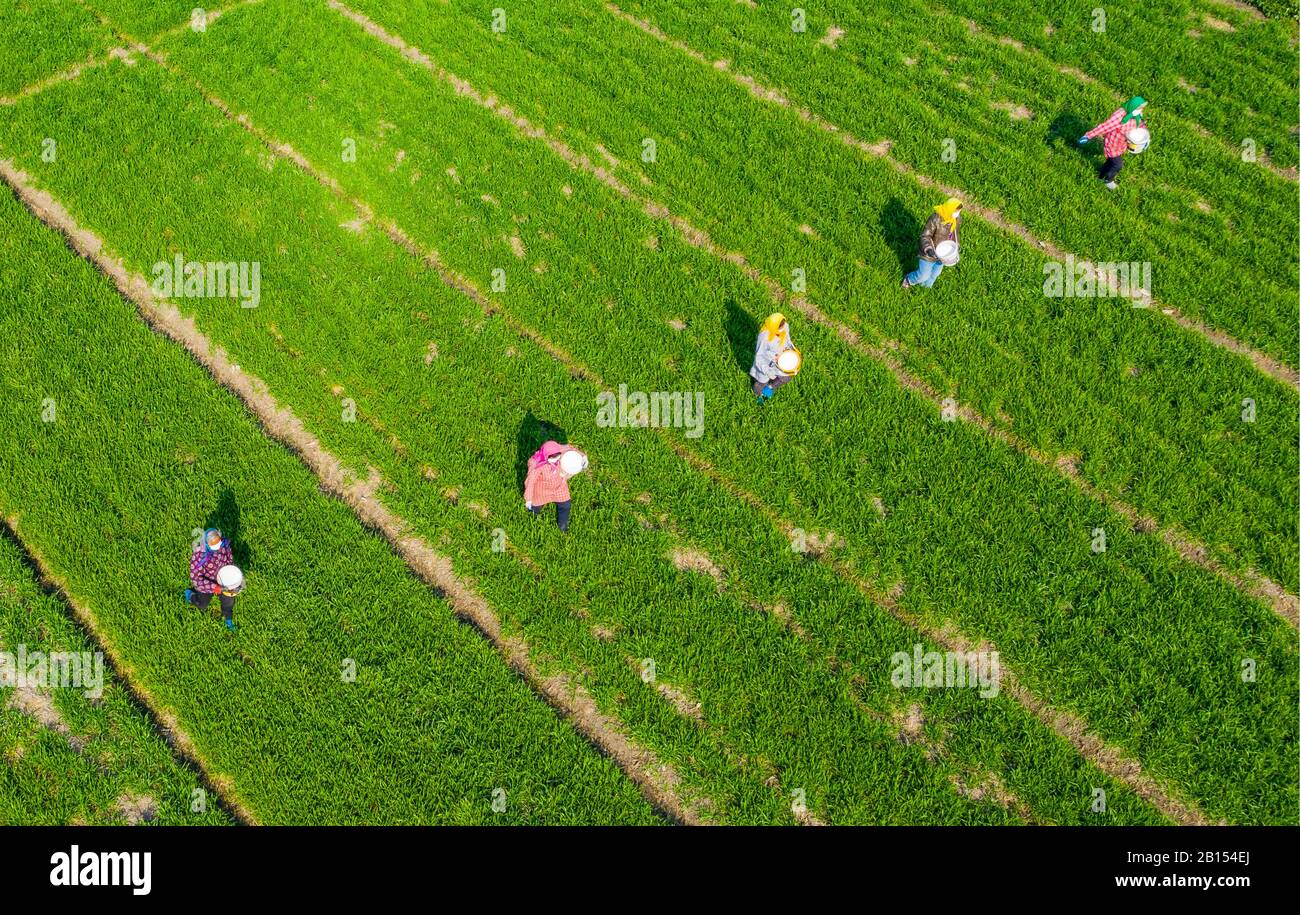 Chinese farmers fertilize a wheat field during the spring ploughing ...
