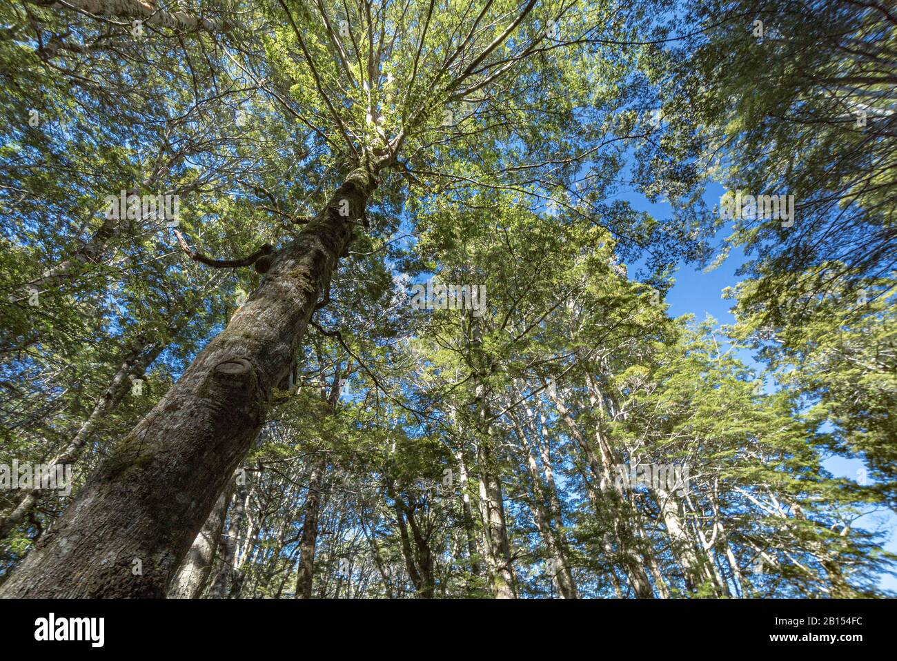 Canopy of beech hi-res stock photography and images - Alamy