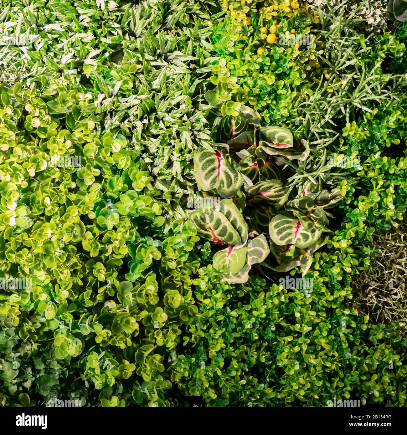 Herbal, plant wall, natural green wallpaper and background Stock Photo ...