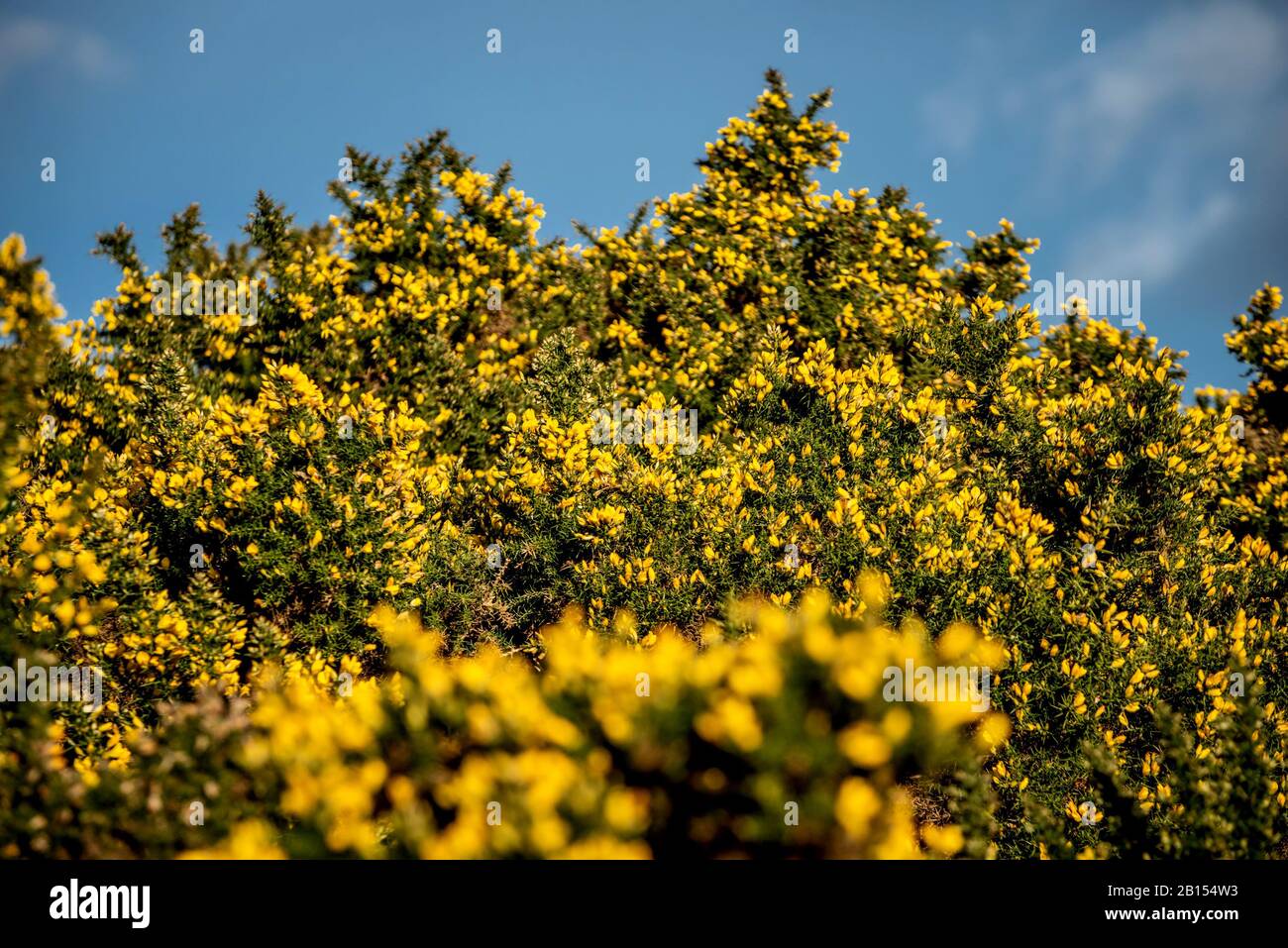 Gorse bushes at Ashdown Forest UK Stock Photo - Alamy