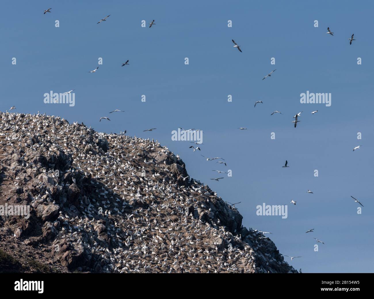 Northern gannet, Morus bassanus, breeding colo8BIM Stock Photo - Alamy
